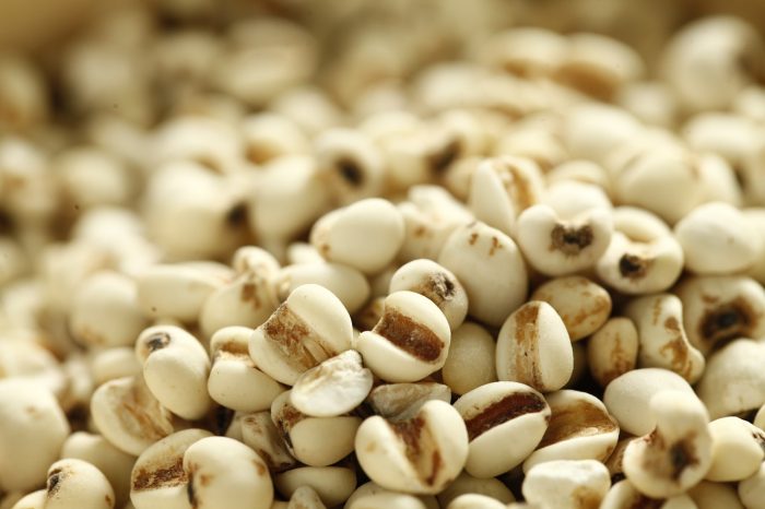 Jelai, Sumber Karbohidrat Bebas Gluten - linisehat.com