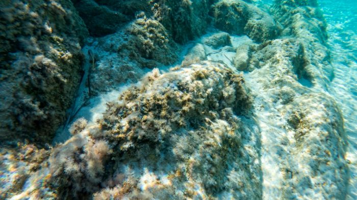 Mengenal Coral Bleaching Akibat Perubahan Iklim - linisehat.com